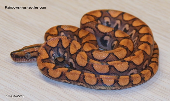 High Color BRB Brazilian Rainbow Boa by Rainbows-r-us-reptiles