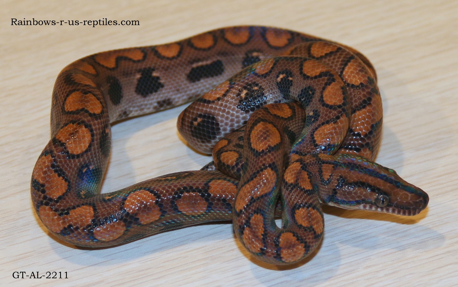 50% Het Caramel Albino Brazilian Rainbow Boa by Rainbows-r-us-reptiles ...