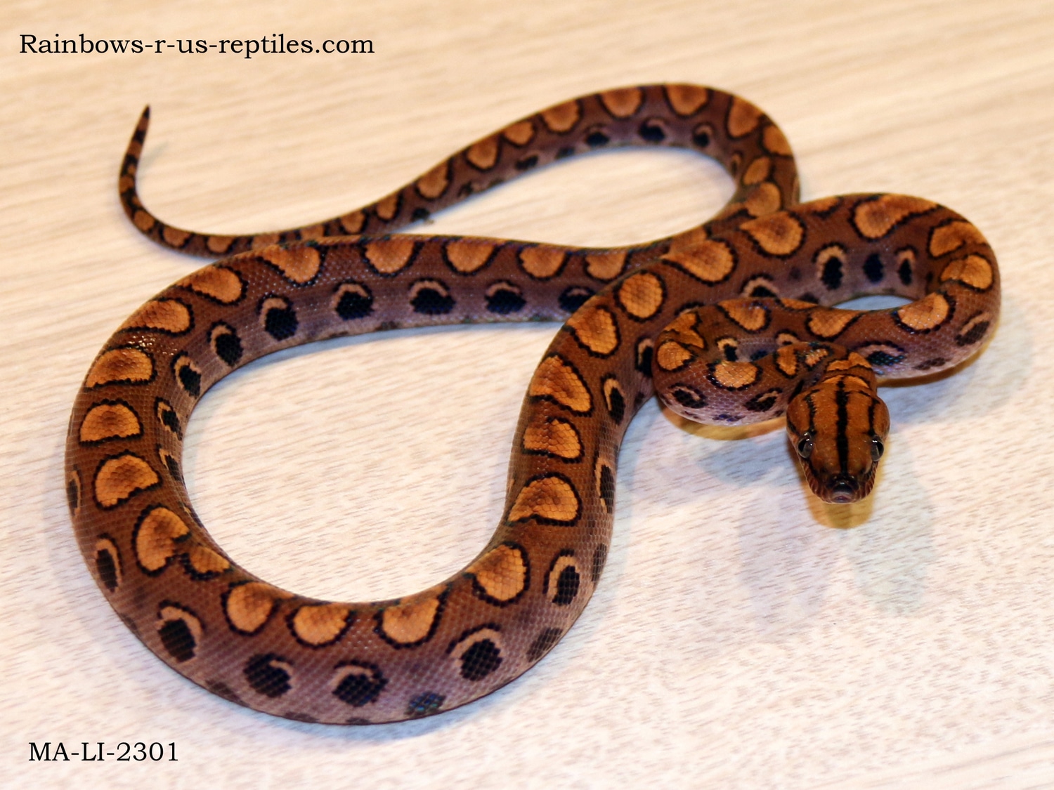 Brazilian Rainbow Boa by Rainbows-r-us-reptiles - MorphMarket
