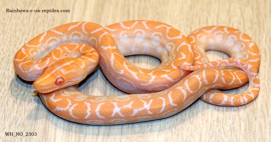 Albino Brazilian Rainbow Boa by Rainbows-r-us-reptiles