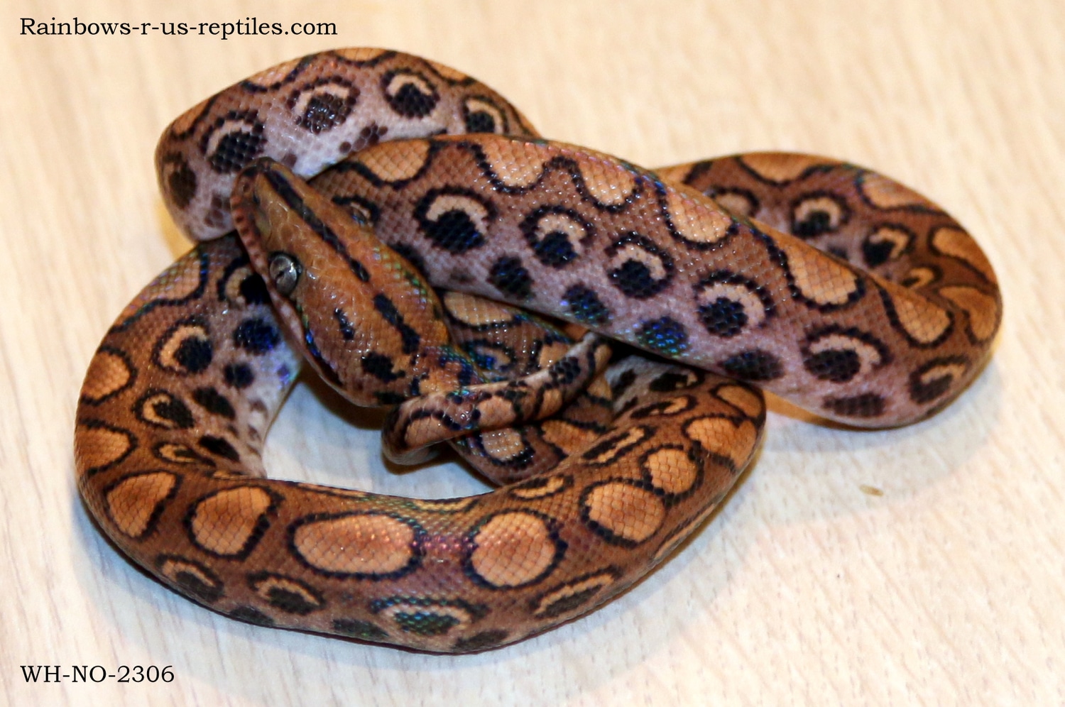 66% Het Albino Brazilian Rainbow Boa by Rainbows-r-us-reptiles ...