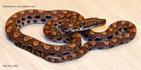 66% Het Albino Brazilian Rainbow Boa by Rainbows-r-us-reptiles