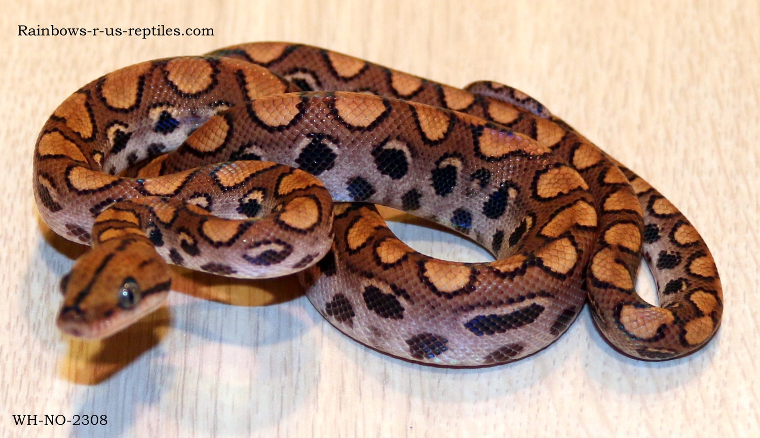 66% Het Albino Brazilian Rainbow Boa by Rainbows-r-us-reptiles ...