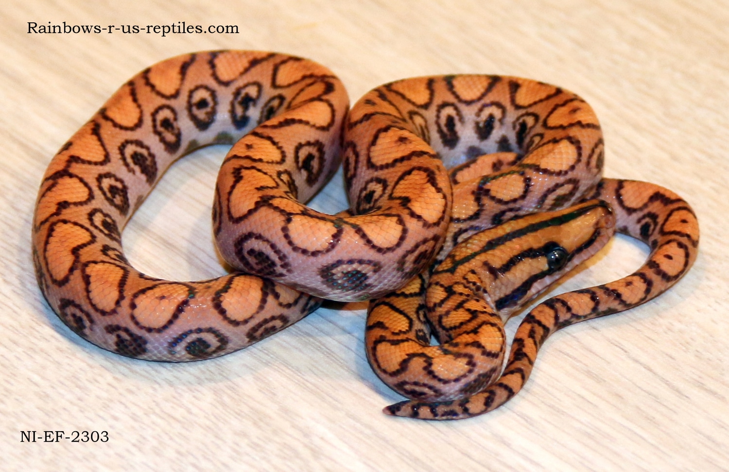 Hypo Brazilian Rainbow Boa by Rainbows-r-us-reptiles - MorphMarket