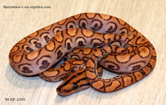 Hypo Brazilian Rainbow Boa by Rainbows-r-us-reptiles