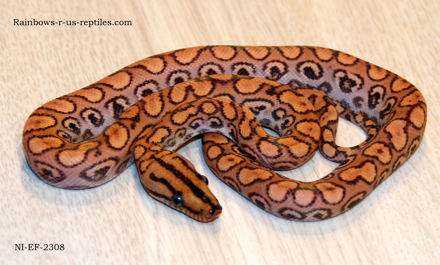 Hypo Brazilian Rainbow Boa by Rainbows-r-us-reptiles - MorphMarket