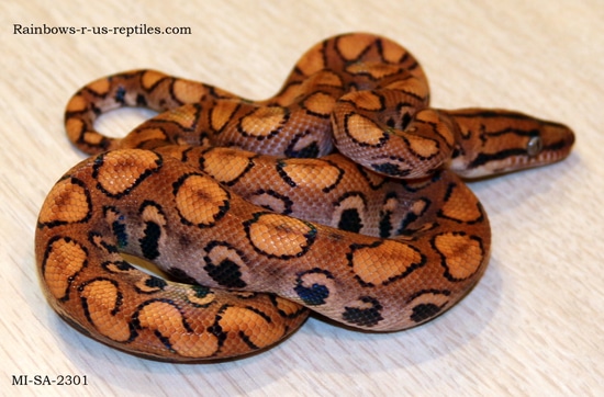 High Orange Brazilian Rainbow Boa by Rainbows-r-us-reptiles