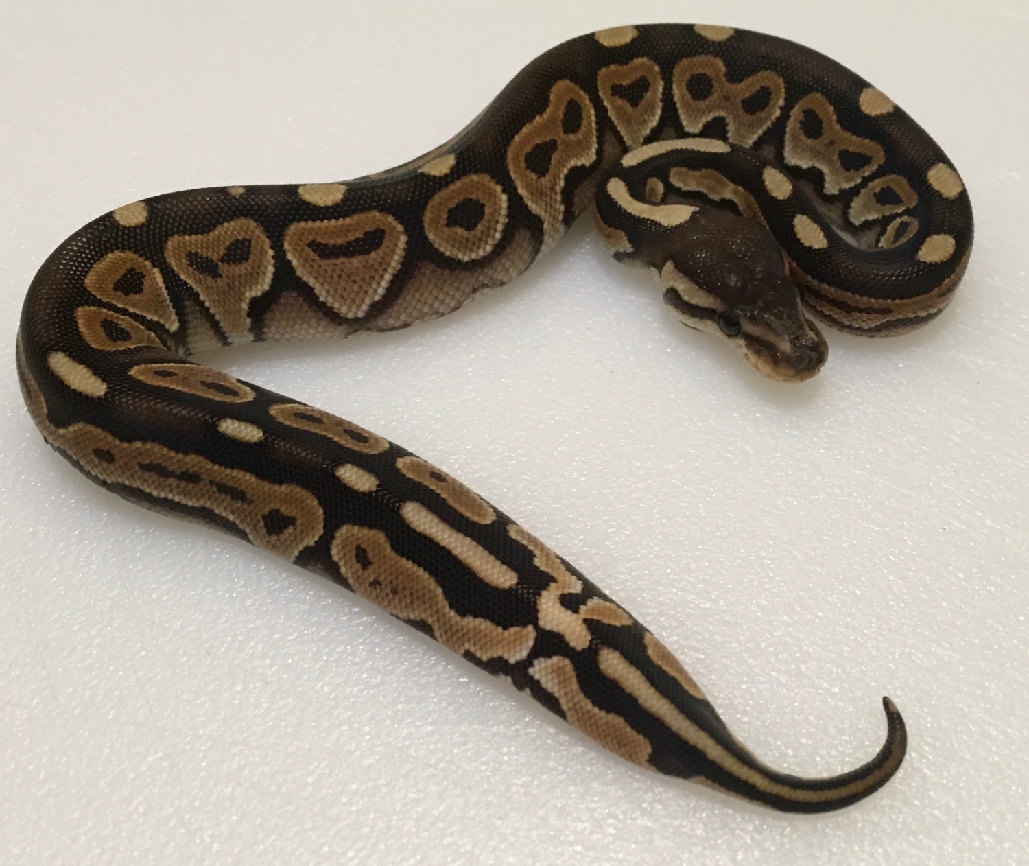 Cinnamon Double Het Ultramel, Albino Ball Python by Rainfall Reptiles ...