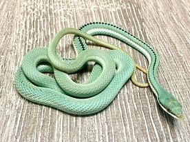 CB21 Blue Barons Racer, Philodryas Baroni More Colubrid by Rainforest ...