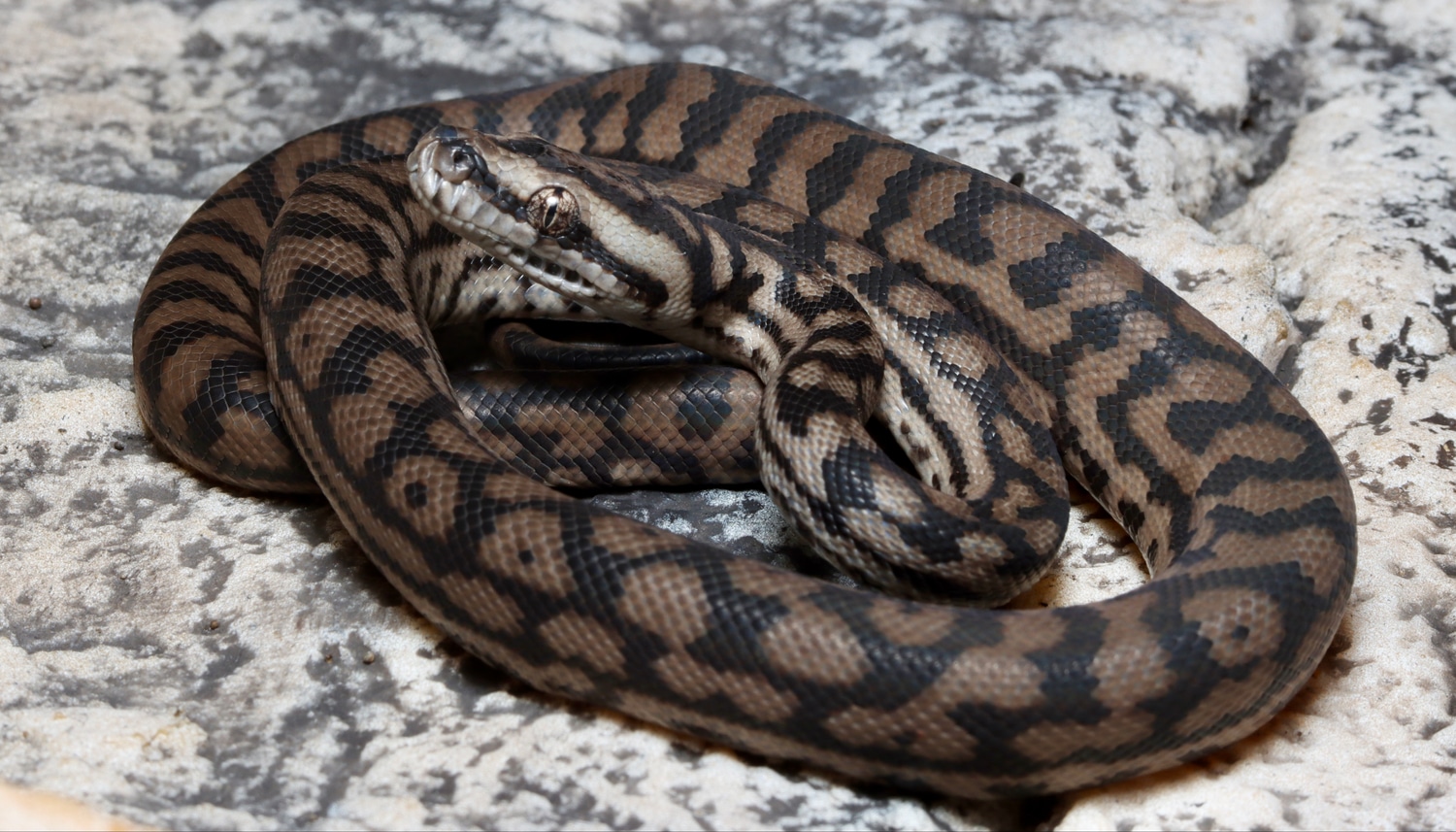 CB23 Murray-Darling Carpet Python Other Carpet Python by Rainforest ...