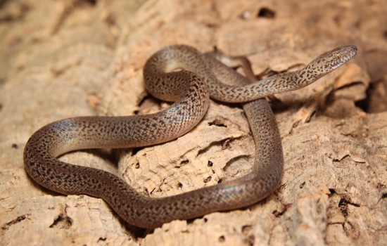 CB23 Granite Spotted Python by Rainforest Exotics