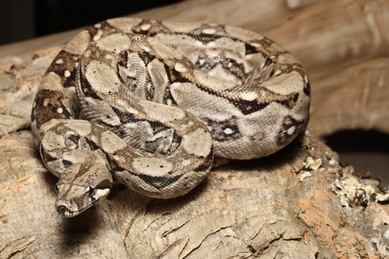 CB23 Sonoran Dwarf Boa Boa Constrictor by Rainforest Exotics
