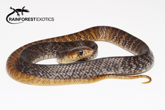 Yellow Tailed Cribo Cribo & Indigo Snakes by Rainforest Exotics