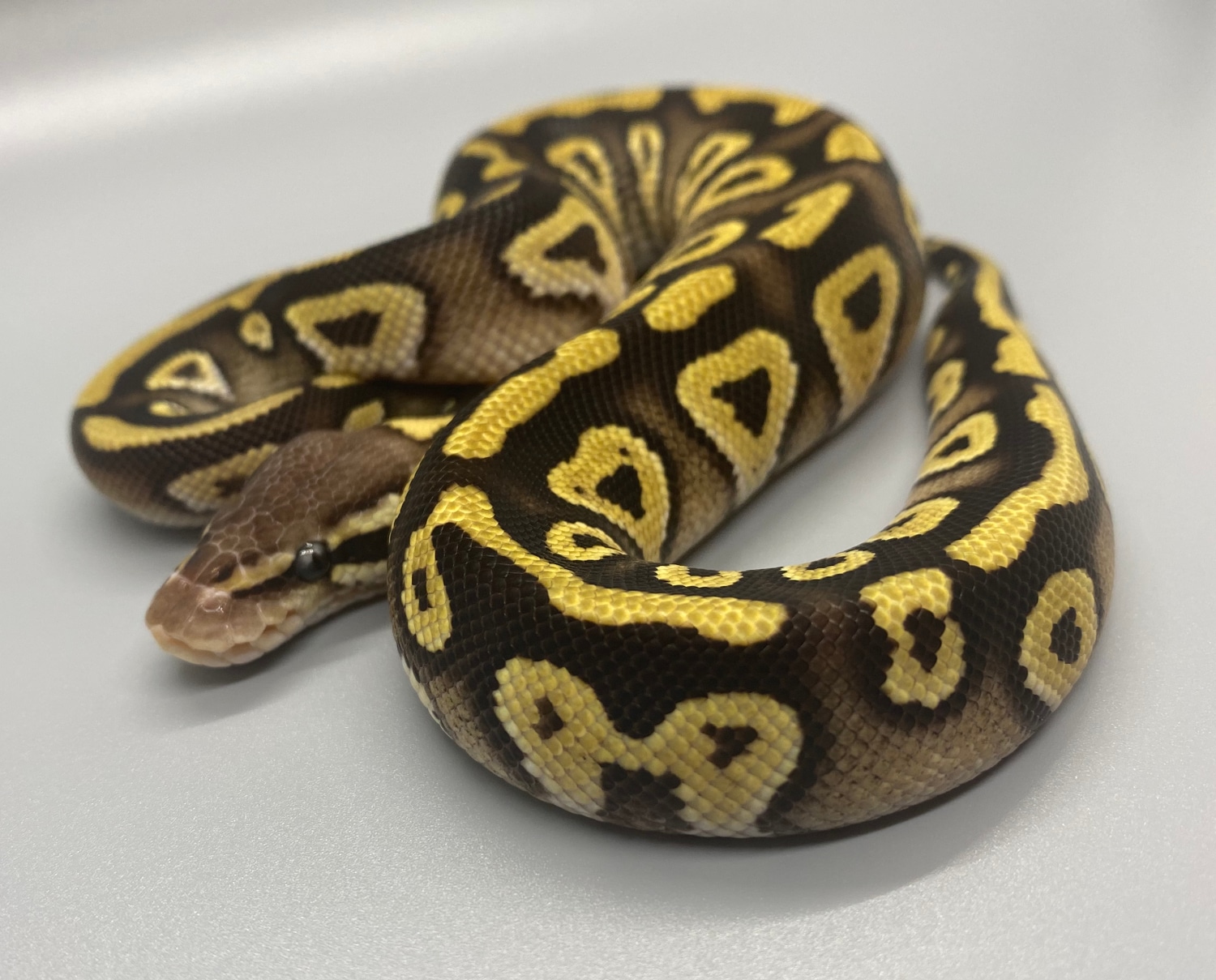 Pastave Jungle Woma Ball Python by KMM Exotics - MorphMarket