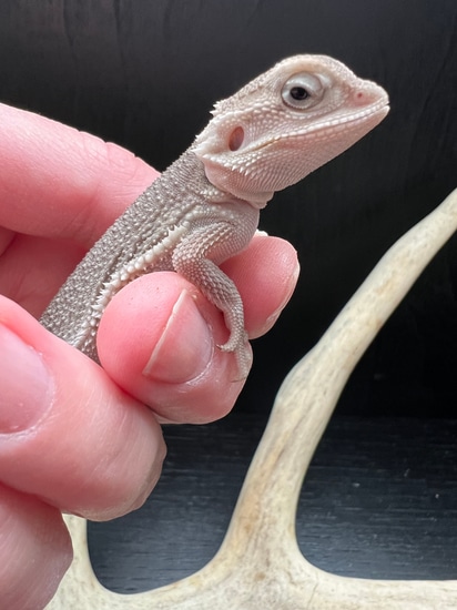 Translucent Zero, Het Hypo Bearded Dragon Central Bearded Dragon by ...