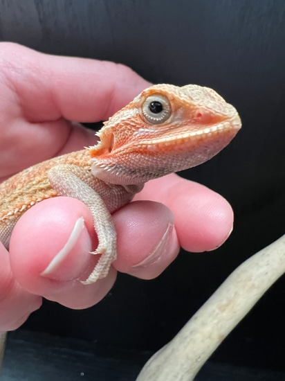 Hypo, Translucent, Het Zero Bearded Dragon Central Bearded Dragon by ...