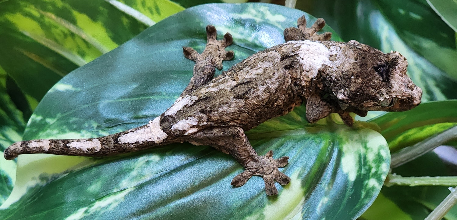 PI White Collar Chahoua Gecko by Rainy Day Geckos - MorphMarket