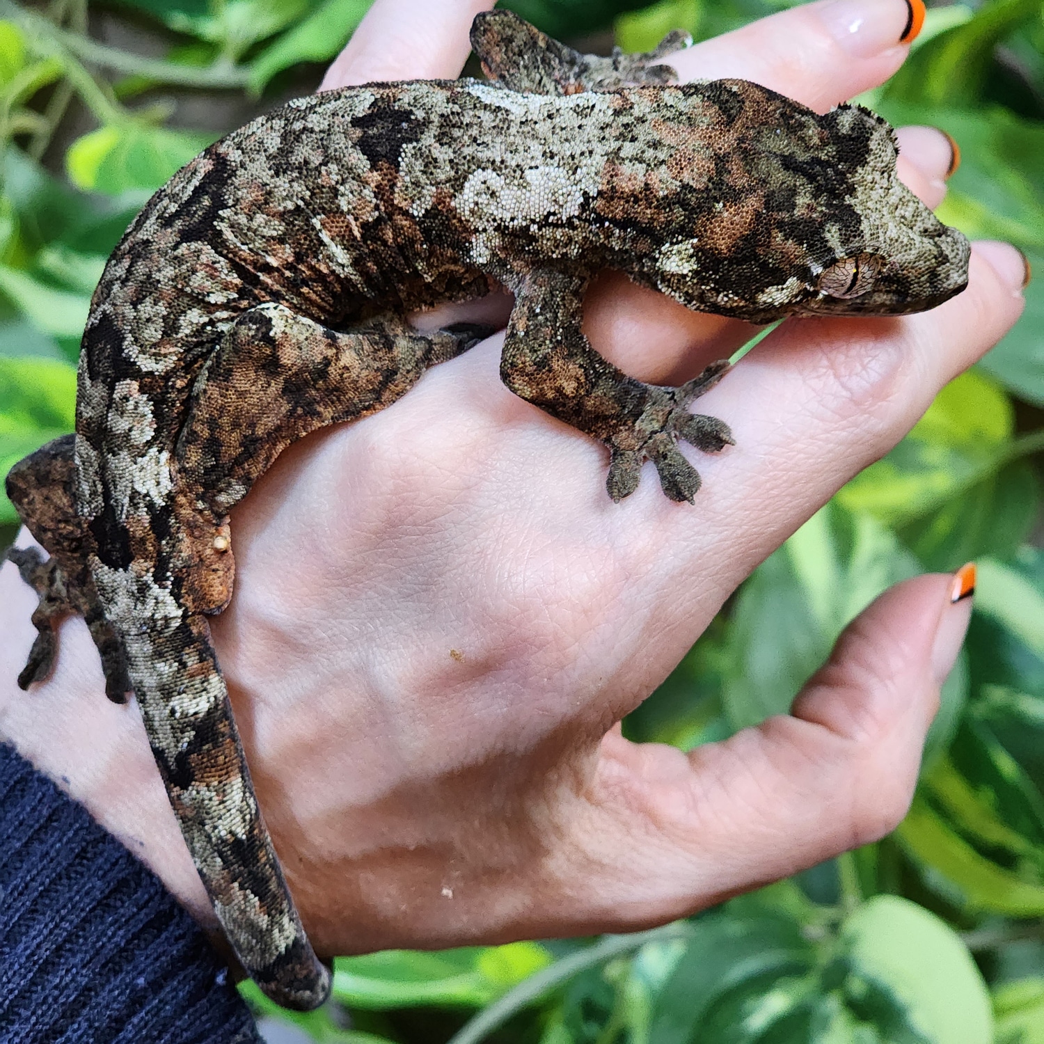 PI White Shoulder Chahoua Gecko by Rainy Day Geckos - MorphMarket