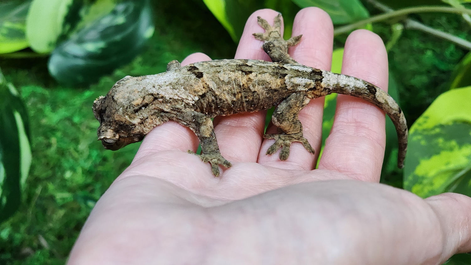 Pine Island White Collar Chahoua Gecko by Rainy Day Geckos - MorphMarket