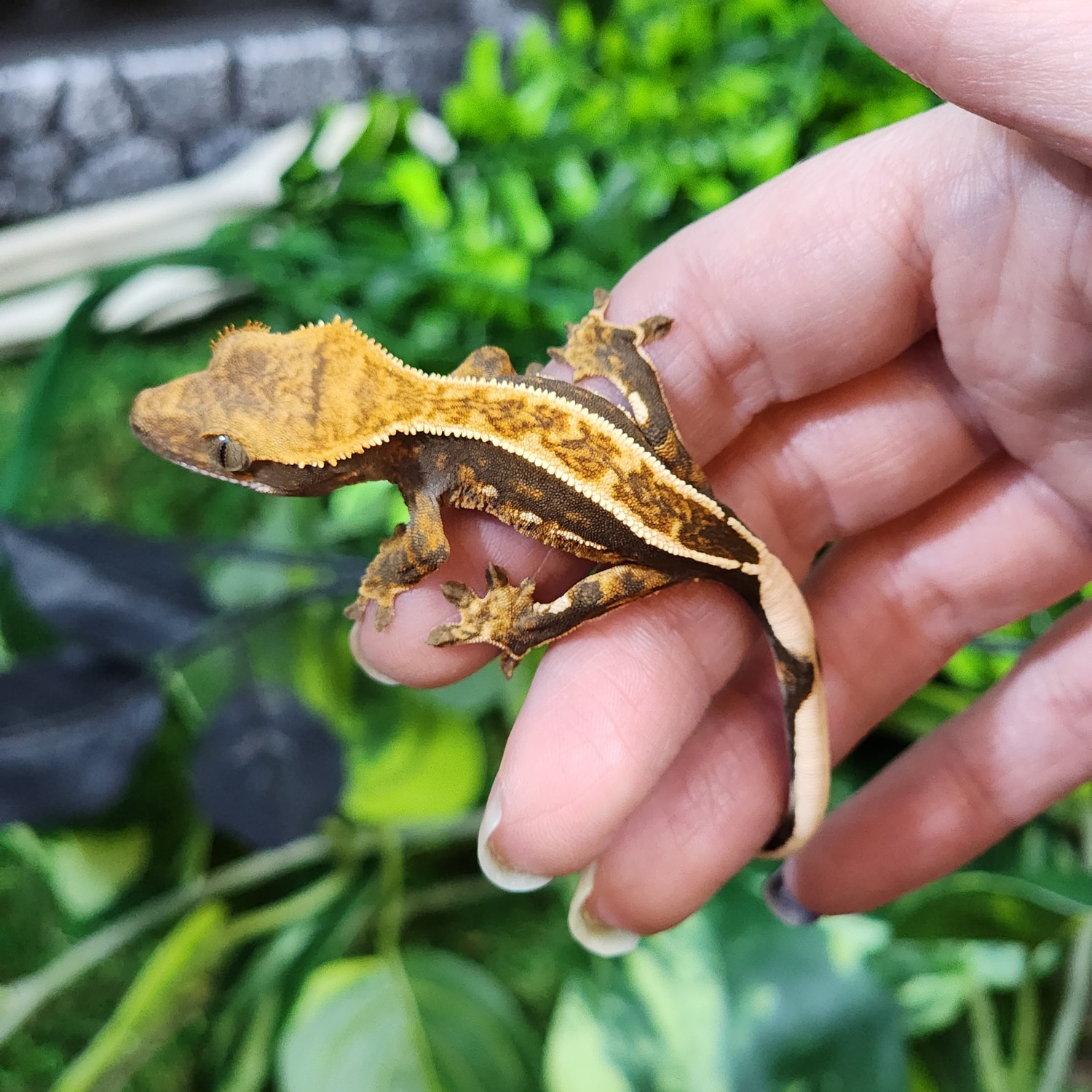 Pinstripe Poss Empty Back Crested Gecko by Rainy Day Geckos - MorphMarket
