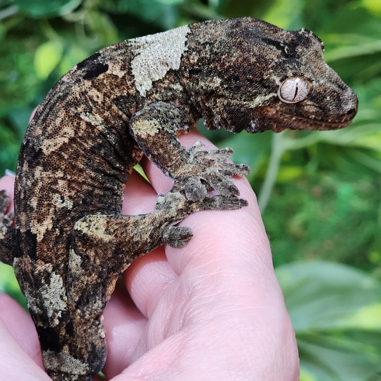 Mario Chahoua Gecko by Feral Exotics