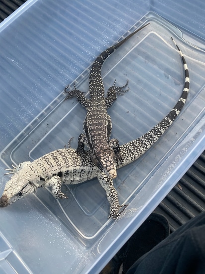Blue Ice Tegu & B&w Tegu Up For Trade Or Sale For Argentine Tegus by ...