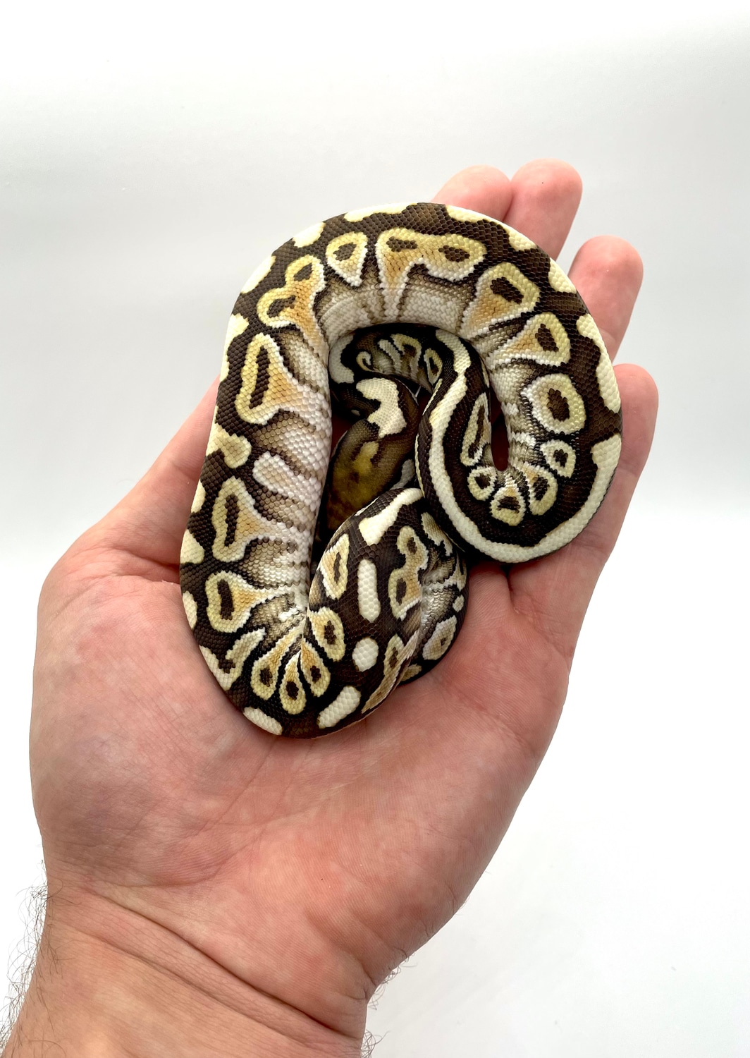 Lesser Spotnose Het Clown Ball Python by Raising Pythons - MorphMarket