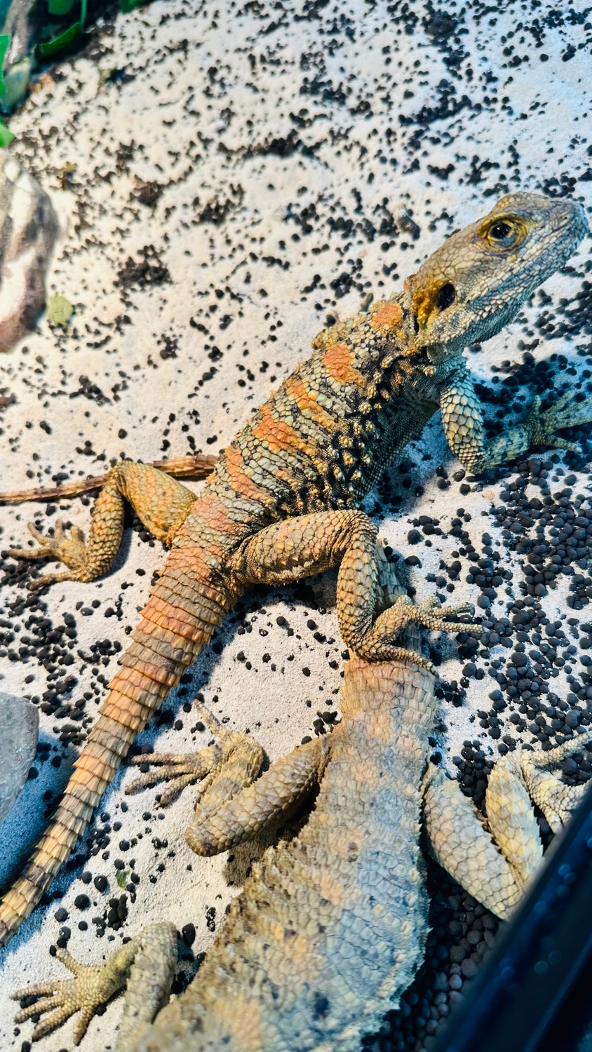 Painted Agama More Lizard by Raising Reptiles LLC - MorphMarket