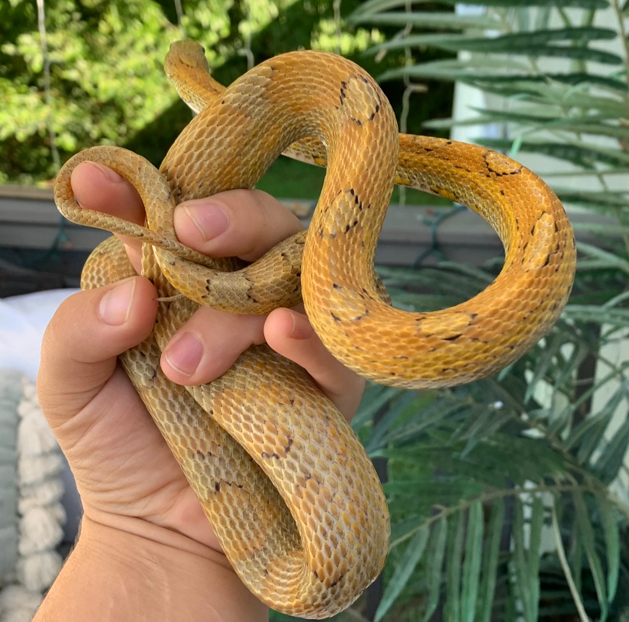 Caramel Motley Het Amel Corn Snake by MKT Reptiles - MorphMarket