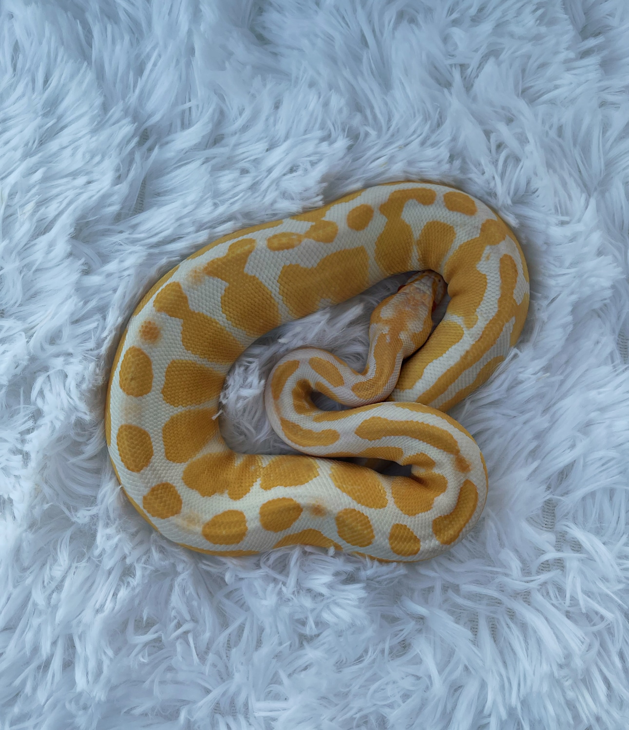 Albino Sub Adult Female Ball Python by MKT Reptiles - MorphMarket