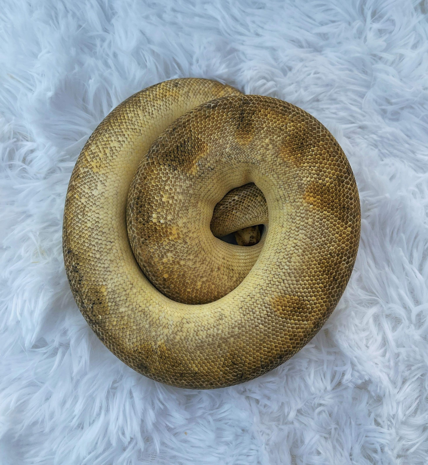 0.1 Pastel Champagne Ball Python by MKT Reptiles - MorphMarket