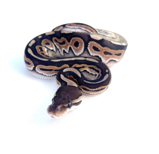 Cinnamon Blade Special 100% Het Clown Ball Python by MKT Reptiles