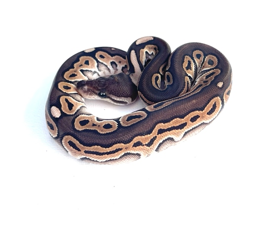 Cinnamon Blade Special 100% Het Clown Ball Python by MKT Reptiles & Rattery