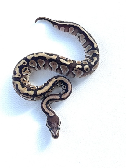 Lesser Fire Scaleless Head Ball Python by MKT Reptiles & Rattery