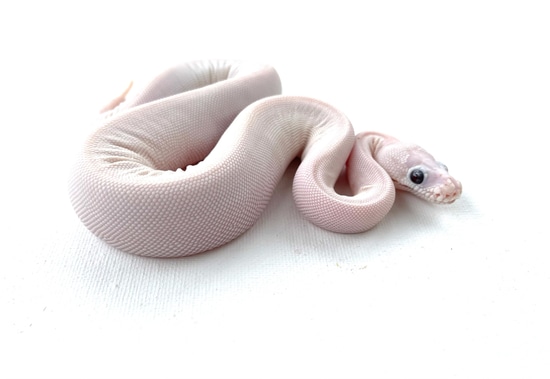 Blue-Eyed Lucy Scaleless Head (Poss GHI) Ball Python by MKT Reptiles ...