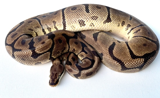 Leopard Spider Ball Python by MKT Reptiles & Rattery