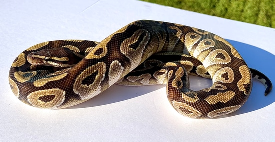 Mojave/Mystic RTB Ball Python by MKT Reptiles & Rattery