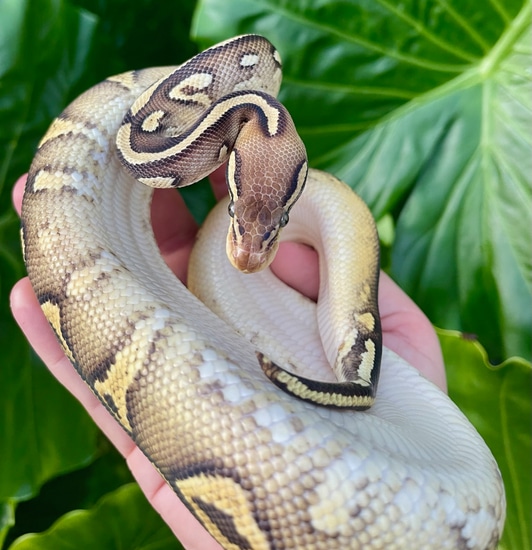 YB Mojave Ball Python by MKT Reptiles