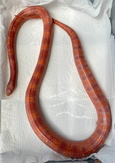 BRIGHT RED Amelanistic (Sunglow) RTB Female Corn Snake by MKT Reptiles ...