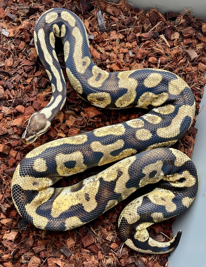 Pastel Sugar Ball Python by MKT Reptiles & Rattery