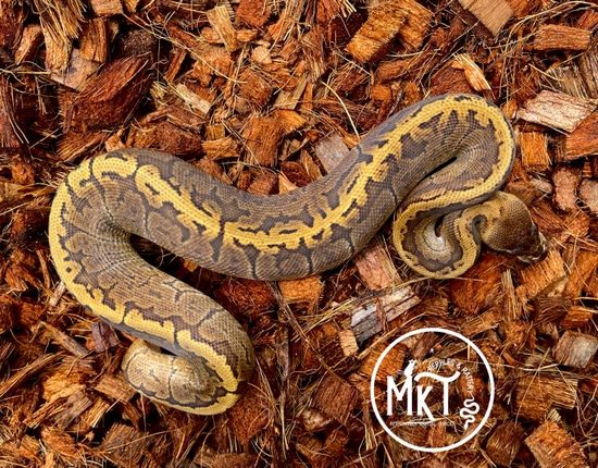GHI Pinstripe Trick Het Hypo Ball Python by MKT Reptiles & Rattery
