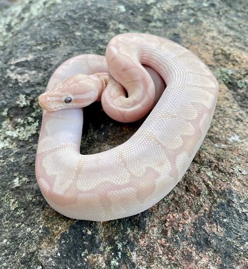 Banana Bamboo Leopard Ball Python by MKT Reptiles & Rattery