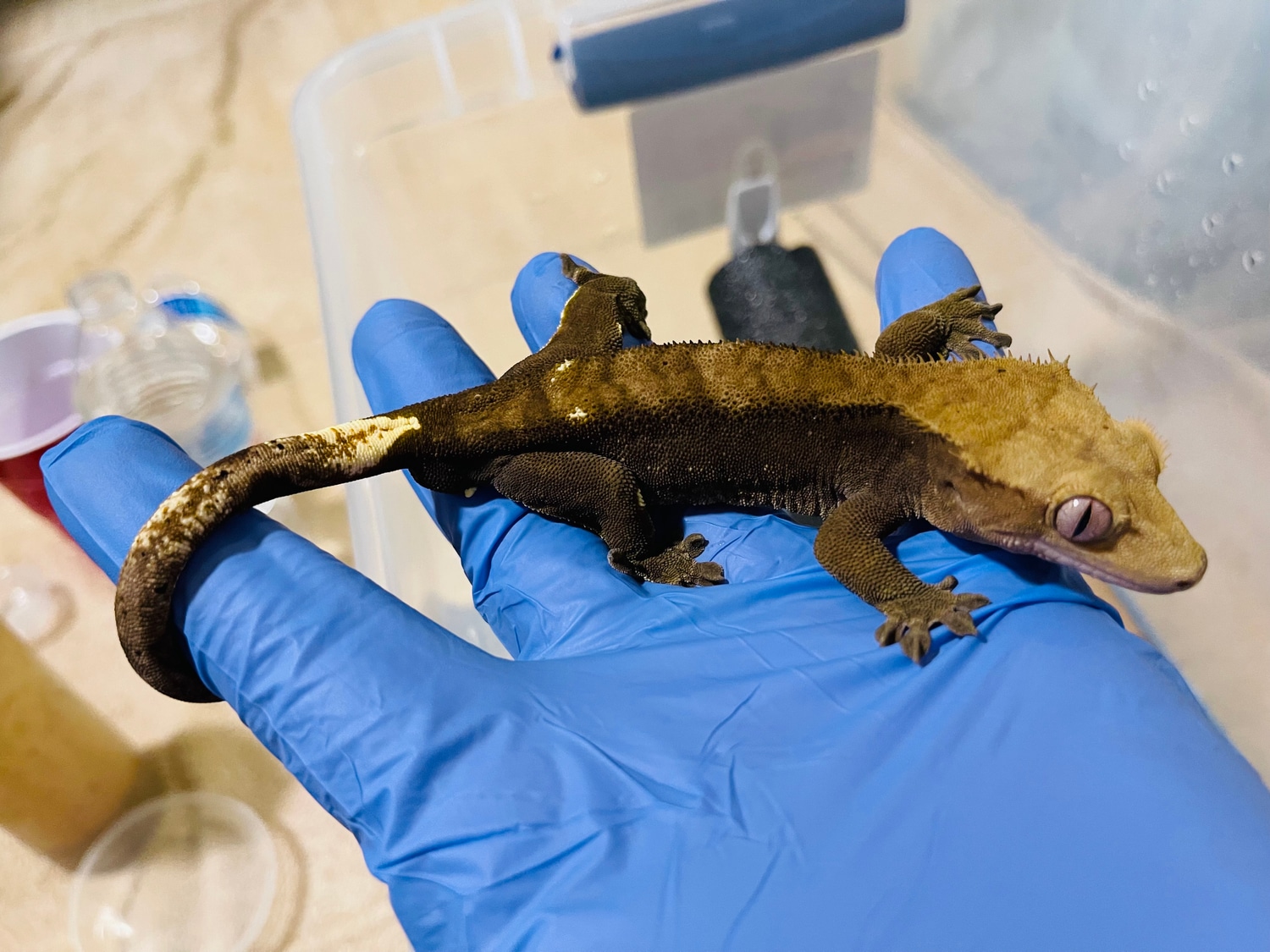 Almost RTB Dark BiColor Crested Gecko by Crestie Spectrum - MorphMarket