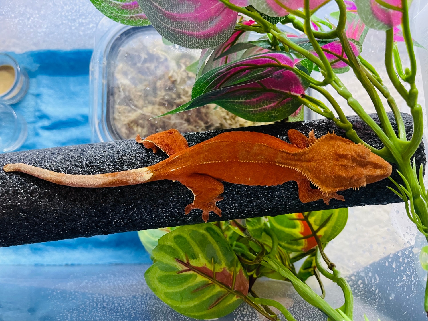 30g Red Patternless Crested Gecko by Crestie Spectrum - MorphMarket
