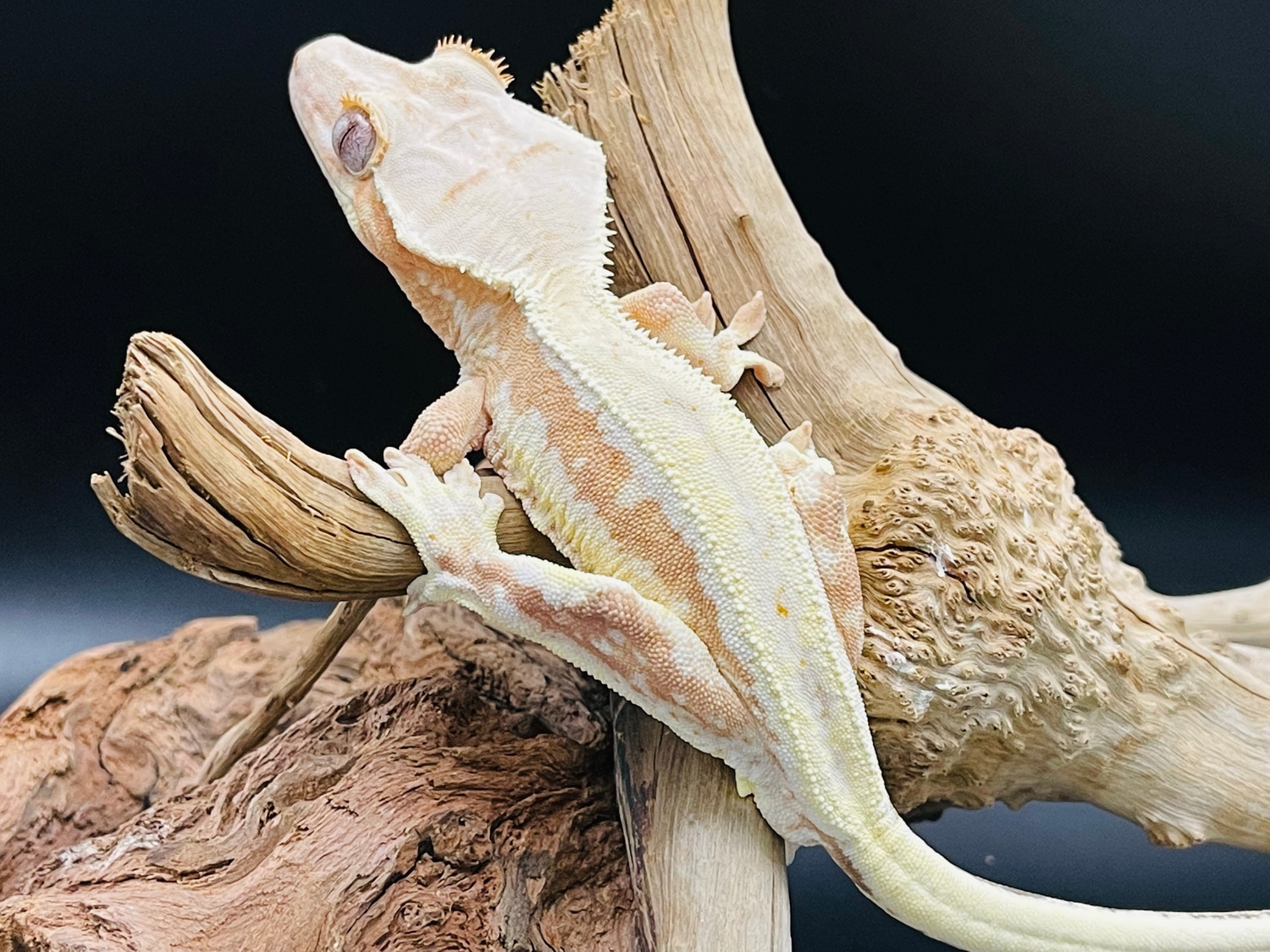30g Creamsicle Lilly White Crested Gecko by Crestie Spectrum - MorphMarket