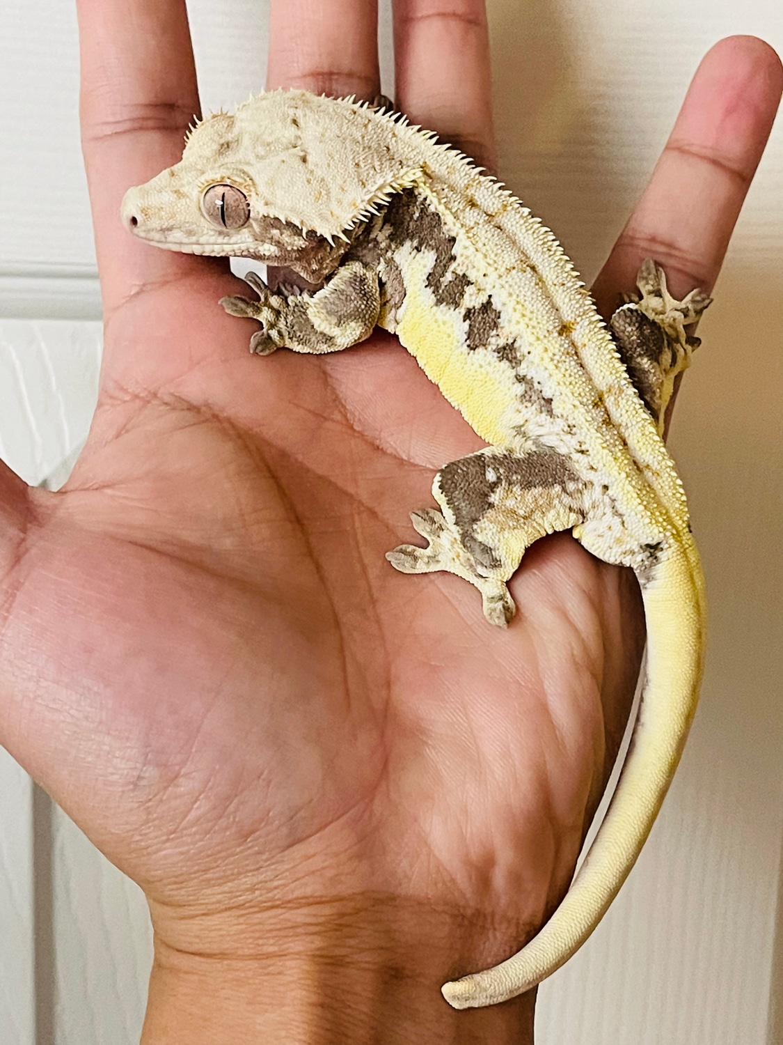 51g Proven Male Lilly White Crested Gecko by Crestie Spectrum - MorphMarket