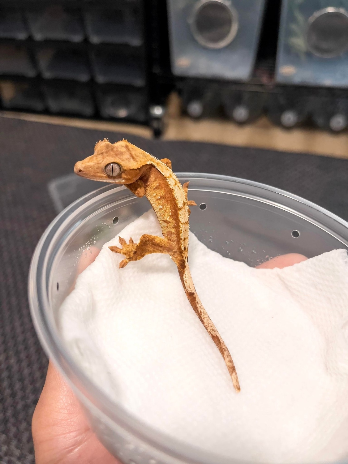 Red Extreme Tricolor *True Pink Line* Crested Gecko by Crestie Spectrum ...