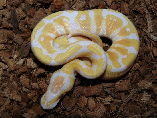 Lavender Ball Python by R A M - Balls