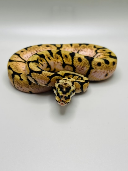 Bumblebee Het Pied Ball Python by Radiant Royals