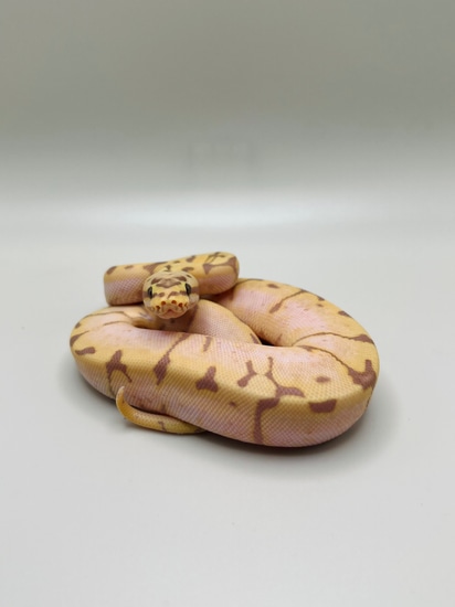 Bumble Bee Coral Glow Het Pied Ball Python by Radiant Royals